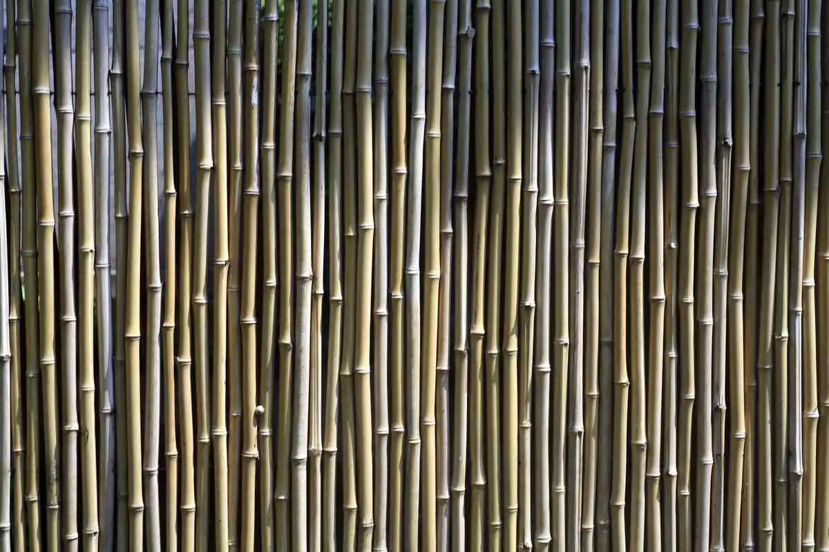 Can You Plant Bamboo Anywhere Near a Pool?